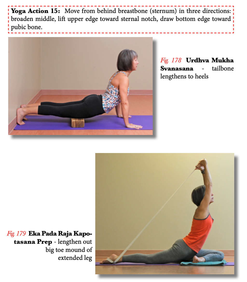 Lengthening the Torso — Breastbone – Right to Joy